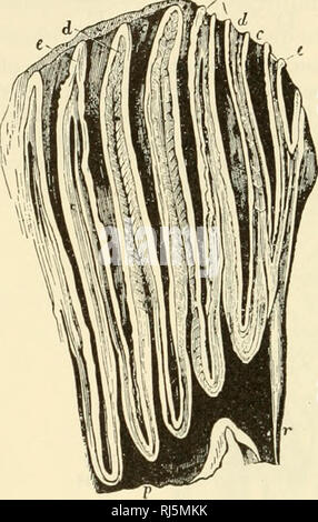 . The chordates. Chordata. 44 Basic Structure of Vertebrates the ...