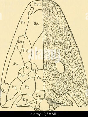 . Chordate anatomy. Chordata; Anatomy, Comparative. i8o CHORDATE ...