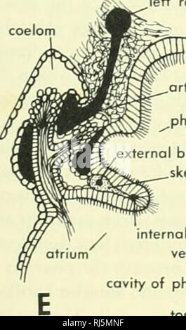 . Chordate morphology. Morphology (Animals); Chordata. endostyle ...