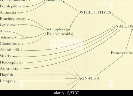 . Chordate morphology. Morphology (Animals); Chordata. A LEPISOSTEUS ...