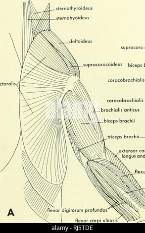 . Chordate morphology. Morphology (Animals); Chordata. supracoracoideus ...