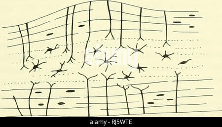 . Chordate morphology. Morphology (Animals); Chordata. A LEPISOSTEUS ...