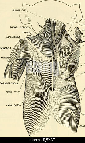 . The chordates. Chordata. Mammalia: Skin, Muscles, Skeleton 597 461 ...