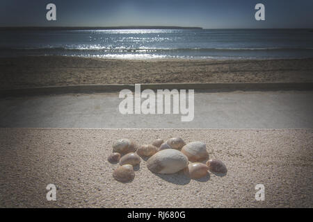seashells in concrete Stock Photo - Alamy
