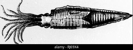 Belemnite fossils. Belemnites are an extinct group of molluscs that are ...