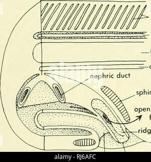 . Chordate morphology. Morphology (Animals); Chordata. nephric duct ''U ...
