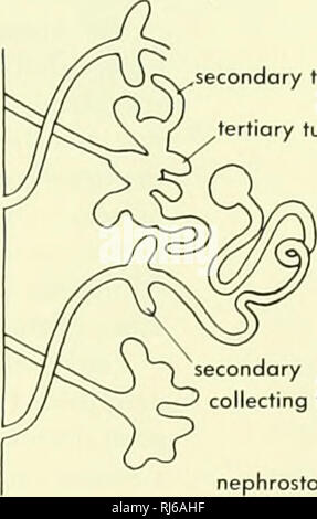 . Chordate morphology. Morphology (Animals); Chordata. ^ secondary ...