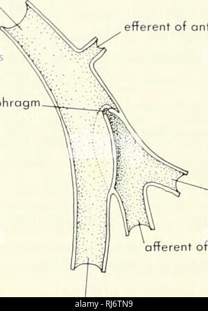 . Chordate morphology. Morphology (Animals); Chordata. diaphragm gall ...