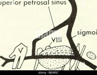 . Chordate morphology. Morphology (Animals); Chordata. sagittal plexus ...