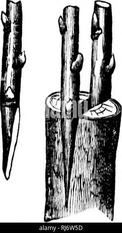 Grafting fruit tree, grafting fruit tree, fruit tree grafting, cutting ...