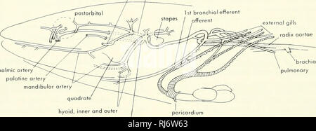 . Chordate morphology. Morphology (Animals); Chordata. pulmonary artery ...