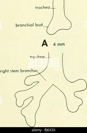 . Chordate morphology. Morphology (Animals); Chordata. pulmonary artery ...