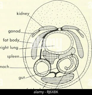 . Chordate morphology. Morphology (Animals); Chordata. fat body s organ ...