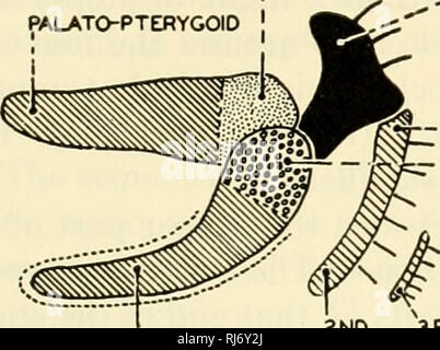 . The chordates. Chordata. Mammalia: Nervous System 671 tongue, the ...