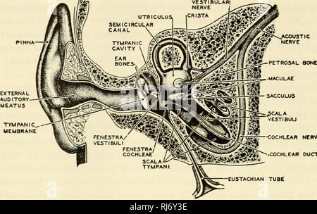 Anatomy of the cochlear duct in the human ear Stock Photo: 68934552 - Alamy