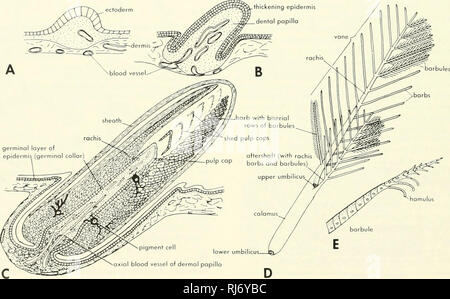 . Chordate morphology. Morphology (Animals); Chordata. fat body s organ ...