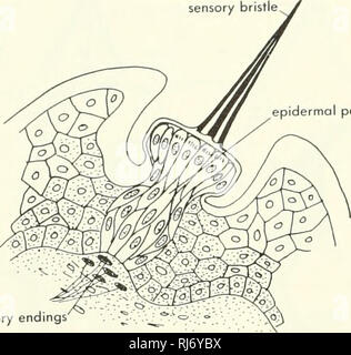 . Chordate morphology. Morphology (Animals); Chordata. fat body s organ ...