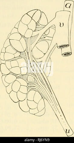. The chordates. Chordata. Mammalia: Visceral Systems 637. Parotid ...