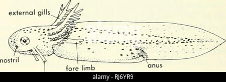 . Chordate morphology. Morphology (Animals); Chordata. anus abdominal ...