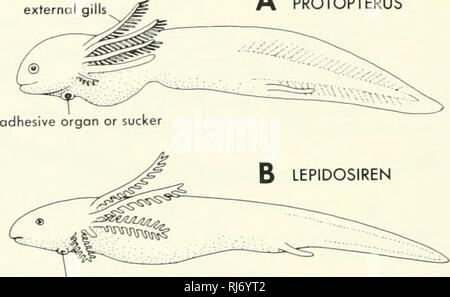 . Chordate morphology. Morphology (Animals); Chordata. ^ oral sucker ...