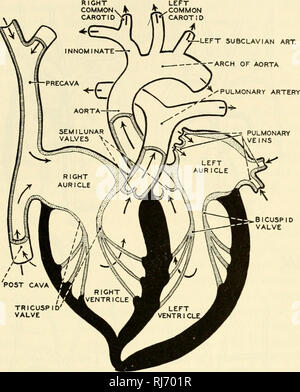 Mammalian Heart Blood Flow