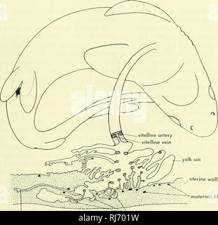 . Chordate morphology. Morphology (Animals); Chordata. sup squamosal ...