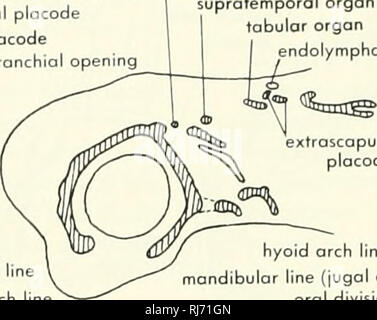 . Chordate morphology. Morphology (Animals); Chordata. ^ oral sucker ...