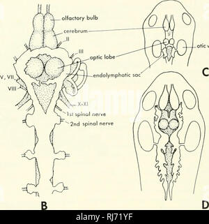 . Chordate morphology. Morphology (Animals); Chordata. stapes ...