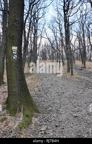 Forest trail in Sleza Landscape Park. Sleza mount, Poland Stock Photo ...
