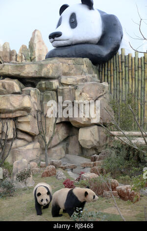 Nantong, China. 5th Feb, 2019. Nantong, CHINA-Two adroable giant pandas ...