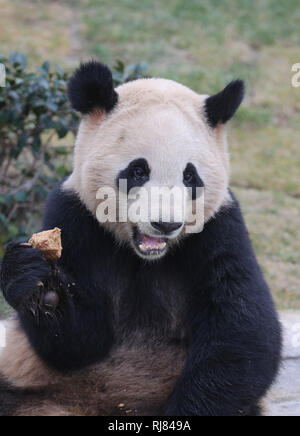 Nantong, China. 5th Feb, 2019. Nantong, CHINA-Two adroable giant pandas ...