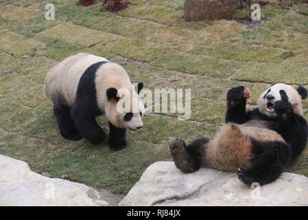 Nantong, China. 5th Feb, 2019. Nantong, CHINA-Two adroable giant pandas ...