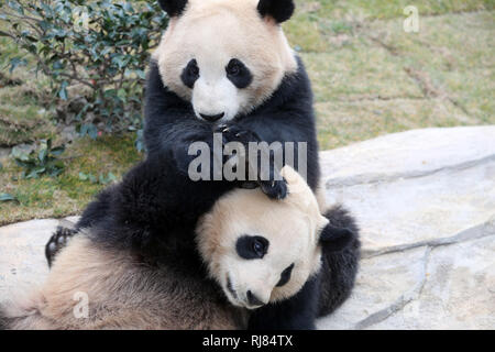 Nantong, China. 5th Feb, 2019. Nantong, CHINA-Two adroable giant pandas ...