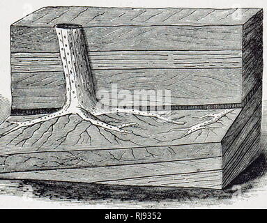 Fossil Tree Roots Stock Photo - Alamy