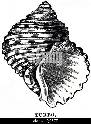 Turbo is a genus of large sea snails with gills and an operculum Stock ...