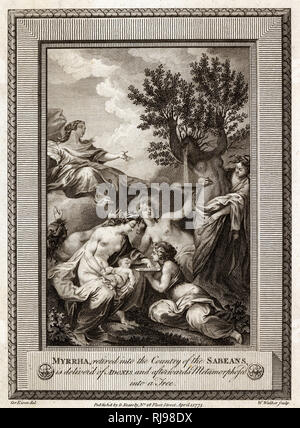 Myrrha into Myrrh Tree Stock Photo - Alamy