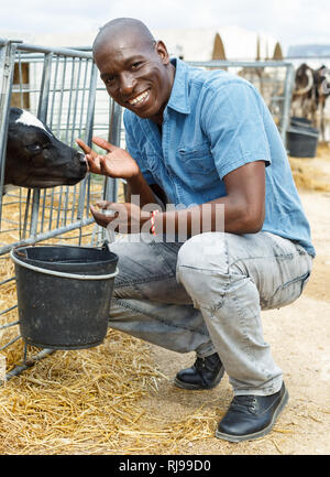 Smiling male farmer with bucket taking care young cattle at the cow ...