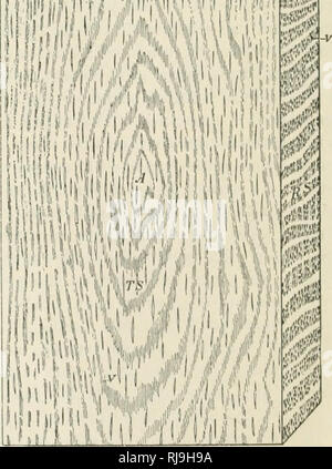 . Wood and forest . m V ,...... ^ .j Radial Section,life size.. Cross ...