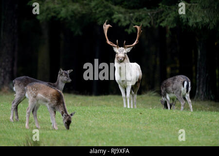 Brunftzeit Damwild,Cerviden,Dama Dama,Damhirsch,Damhirsche,Damwild ...