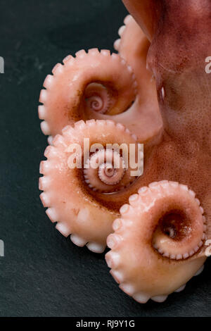 A cooked lesser, or curled octopus, Eledone cirrhosa, that has been ...