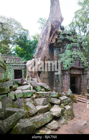 Siem Reap, Angkor, Tempel Tha Prom, ein Tempel im Urwald, überwuchert ...