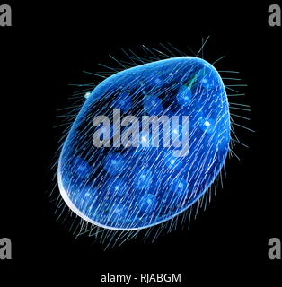 Small Intestine Large Intestine Stock Photo - Alamy