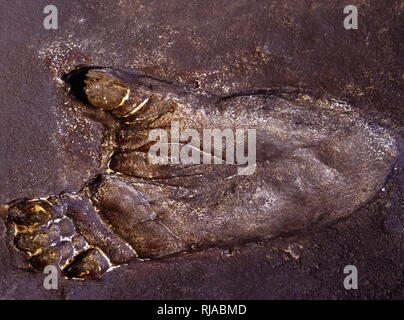 Laetoli footprints Tanzania Stock Photo - Alamy