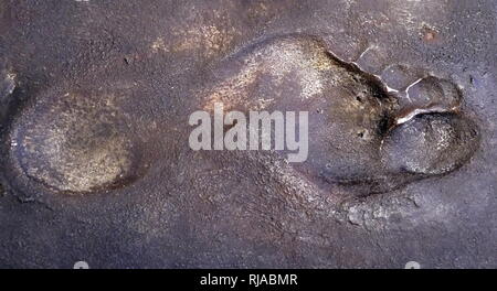 Laetoli footprints Tanzania Stock Photo - Alamy