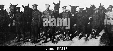 Zion Mule Corps in Palestine, WW1 Stock Photo - Alamy