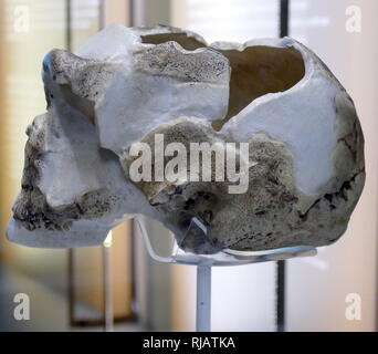 The Ndutu skull is the partial cranium of a Middle Pleistocene hominin ...