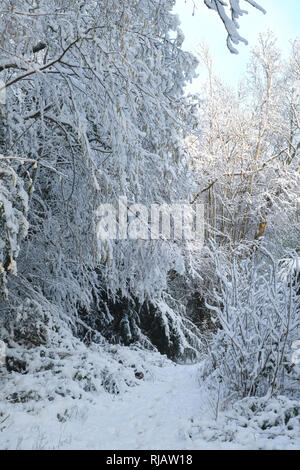 Snow covered tree branches, Medstead, Alton, Hampshire, England ,United ...