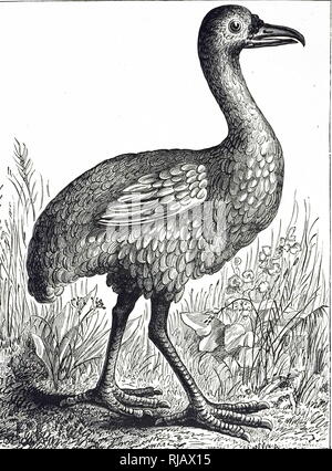 Illustration of a Rodrigues solitaire, Pezophaps solitaria, by Francois ...