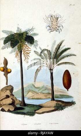 Cycads are seed plants with a long fossil history that were formerly ...