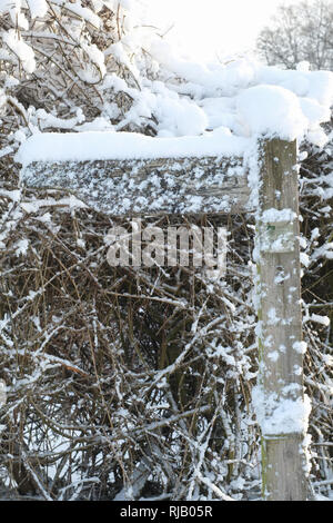 Snow covered tree branches, Medstead, Alton, Hampshire, England ,United ...